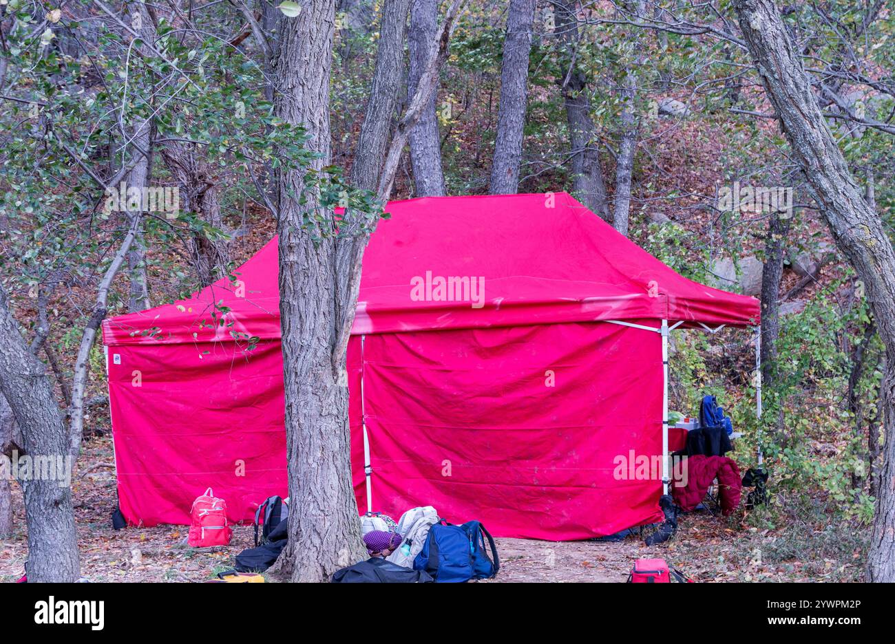 A vibrant red tent is nestled among tall trees in a forest, surrounded ...