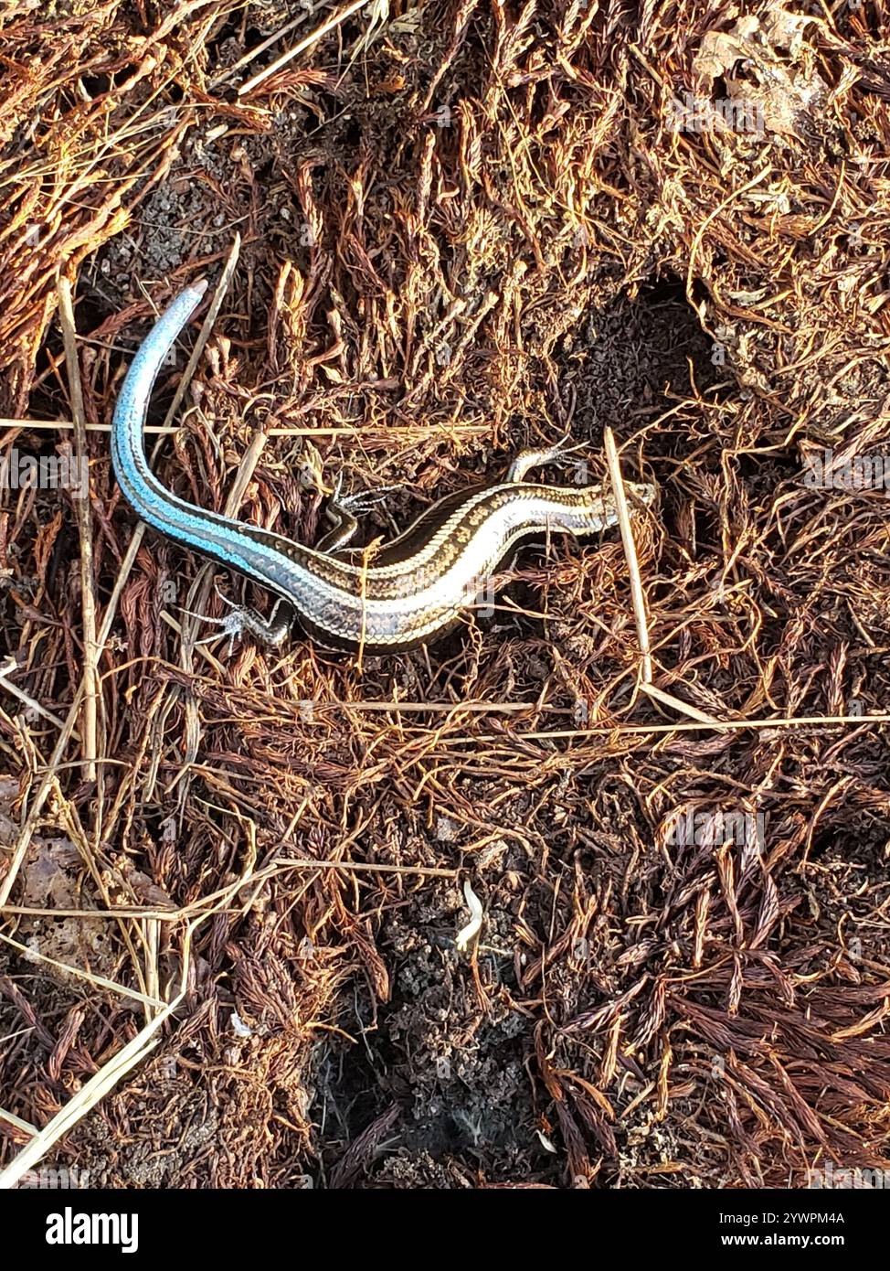 Common Five-lined Skink (Plestiodon fasciatus Stock Photo - Alamy