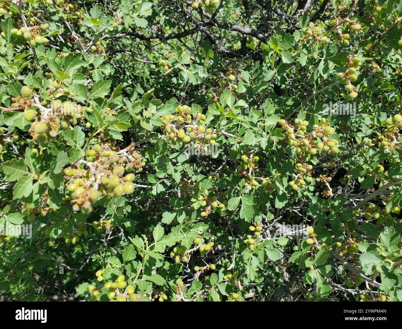 fragrant sumac (Rhus aromatica Stock Photo - Alamy