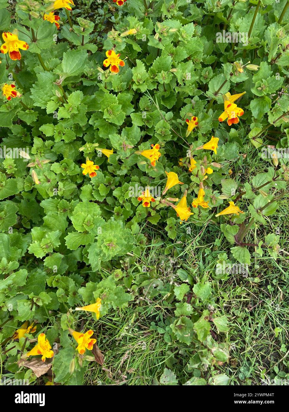 Hybrid monkeyflower (Erythranthe × robertsii Stock Photo - Alamy