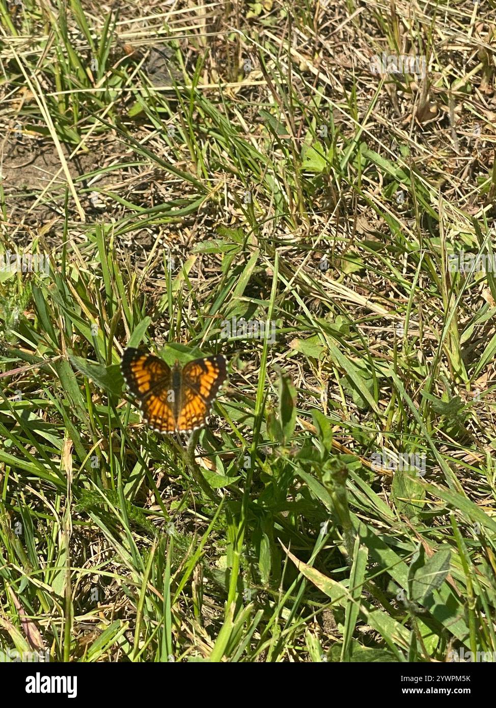 Chlosyne harrisii hi-res stock photography and images - Alamy