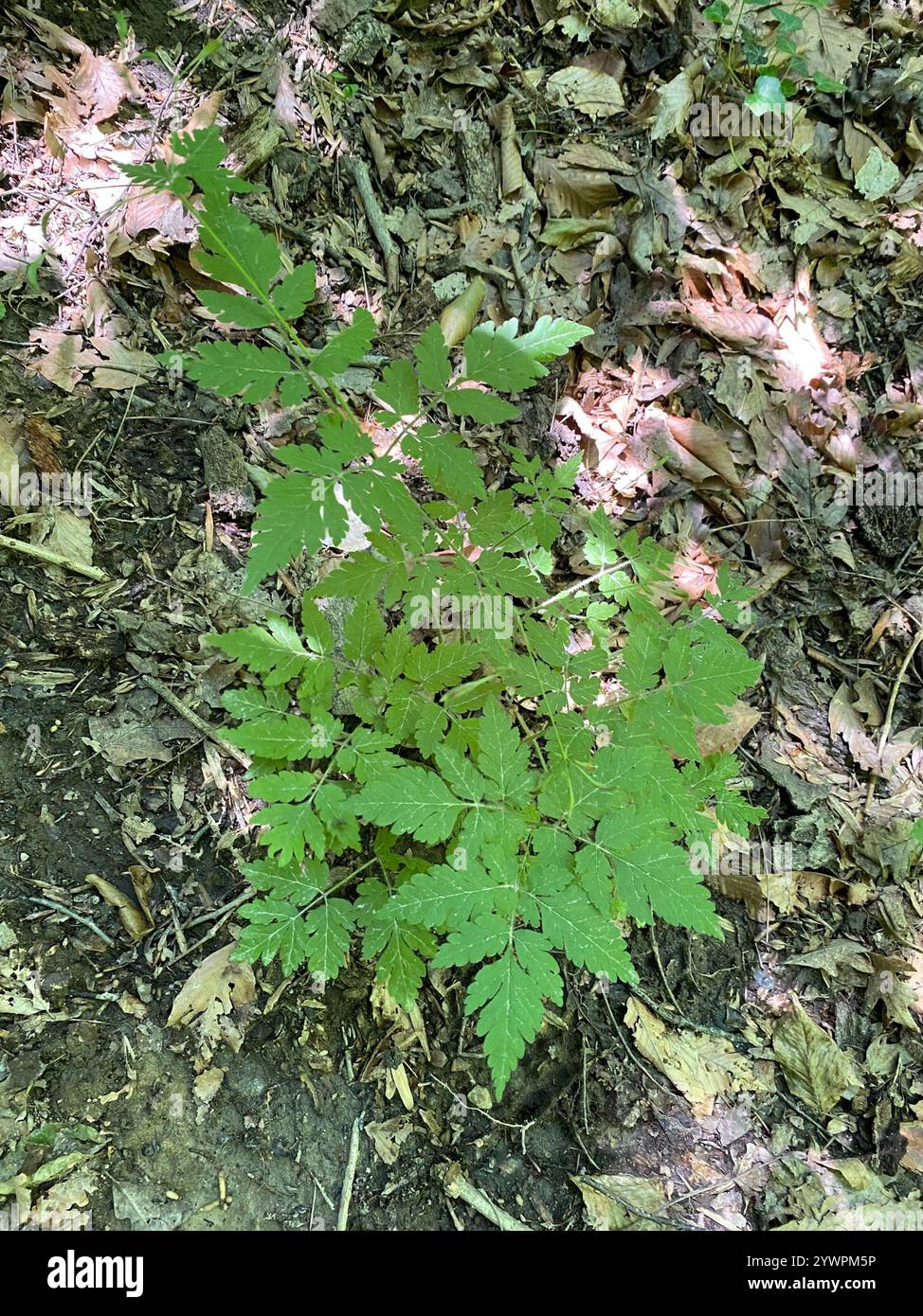 hairy sweet cicely (Osmorhiza claytonii Stock Photo - Alamy
