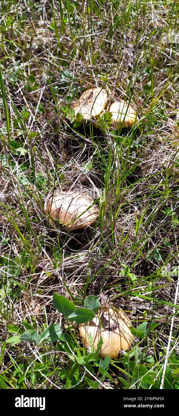 Purple-veiled Slippery Jack (Suillus luteus Stock Photo - Alamy