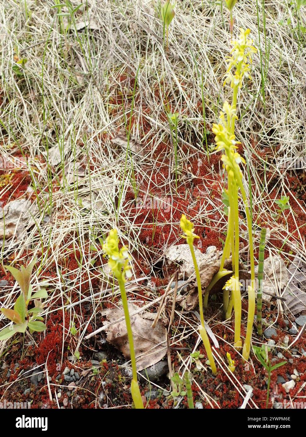 northern coralroot (Corallorhiza trifida Stock Photo - Alamy