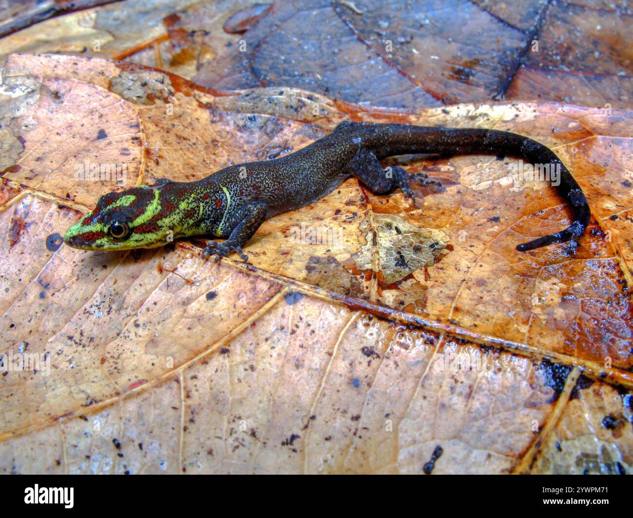 Bridled forest gecko hi-res stock photography and images - Alamy