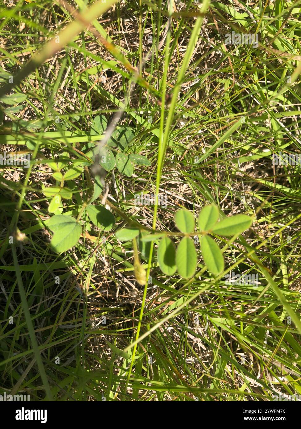 Spiked Hoarypea (Tephrosia spicata Stock Photo - Alamy
