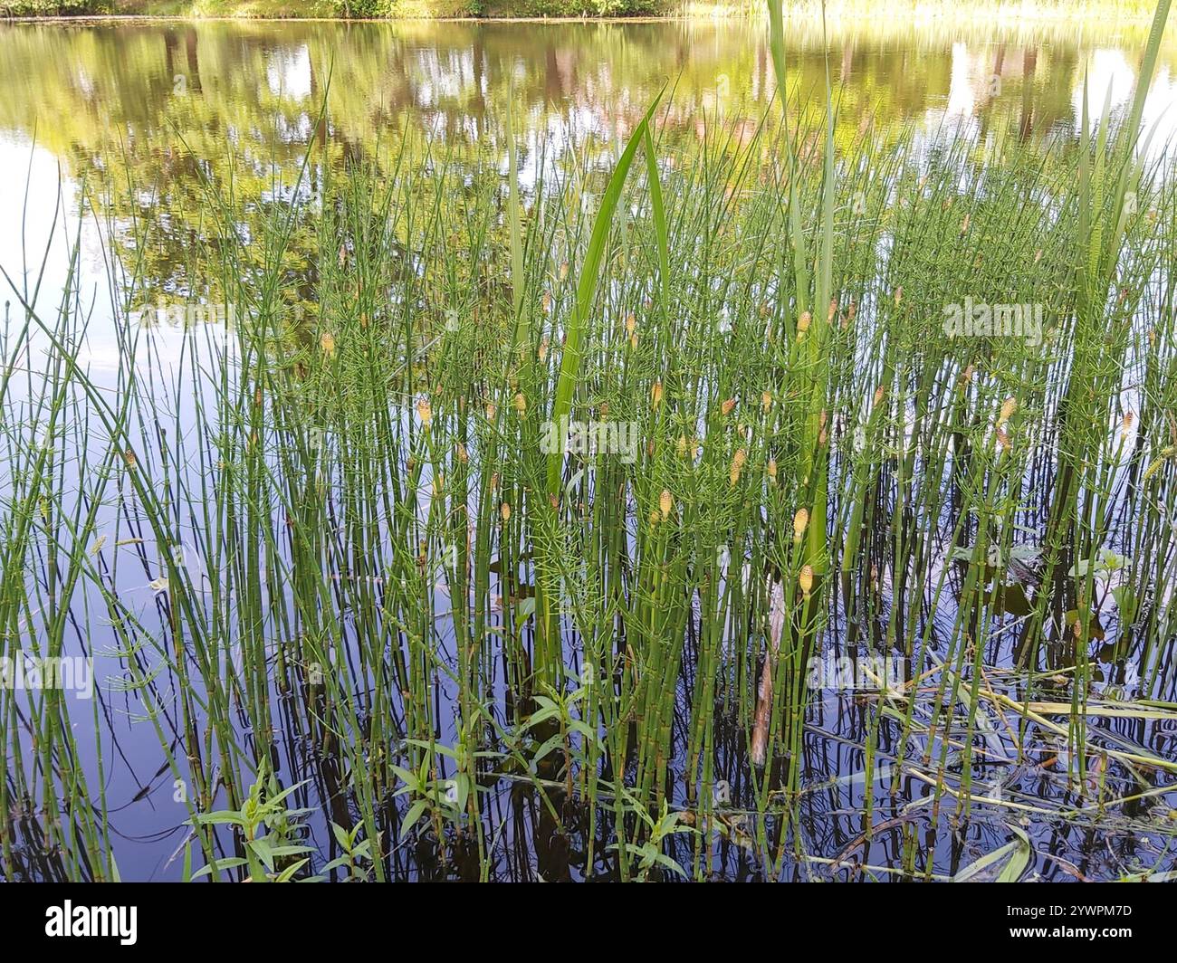 water horsetail (Equisetum fluviatile Stock Photo - Alamy