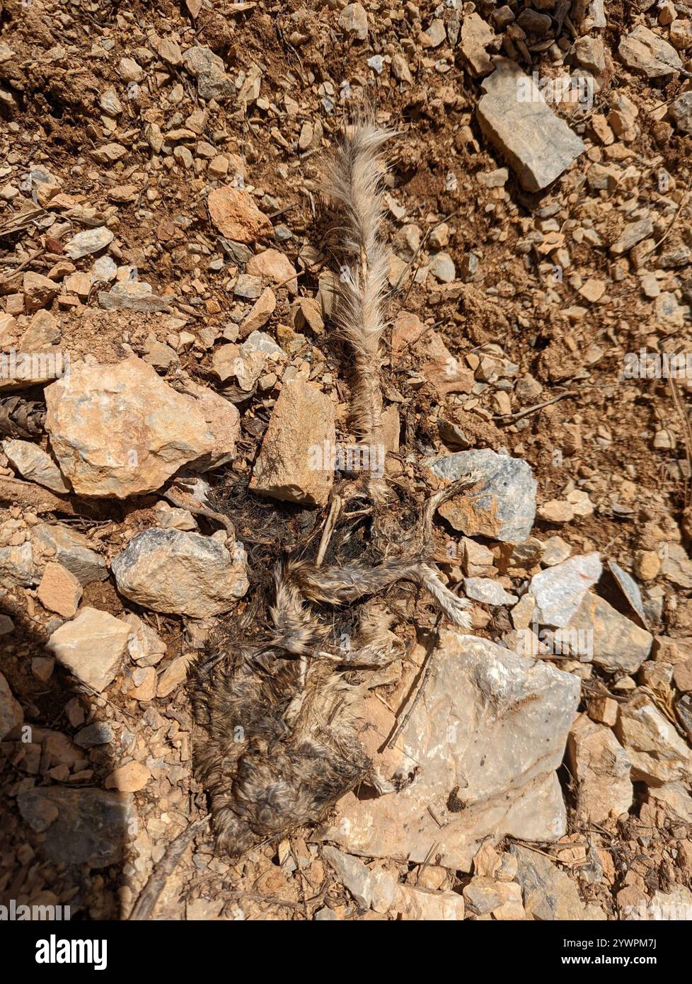 Bushy-tailed Woodrat (Neotoma cinerea Stock Photo - Alamy
