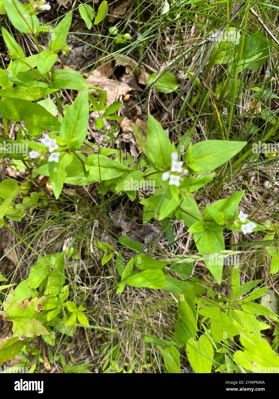 summer bluet (Houstonia purpurea Stock Photo - Alamy