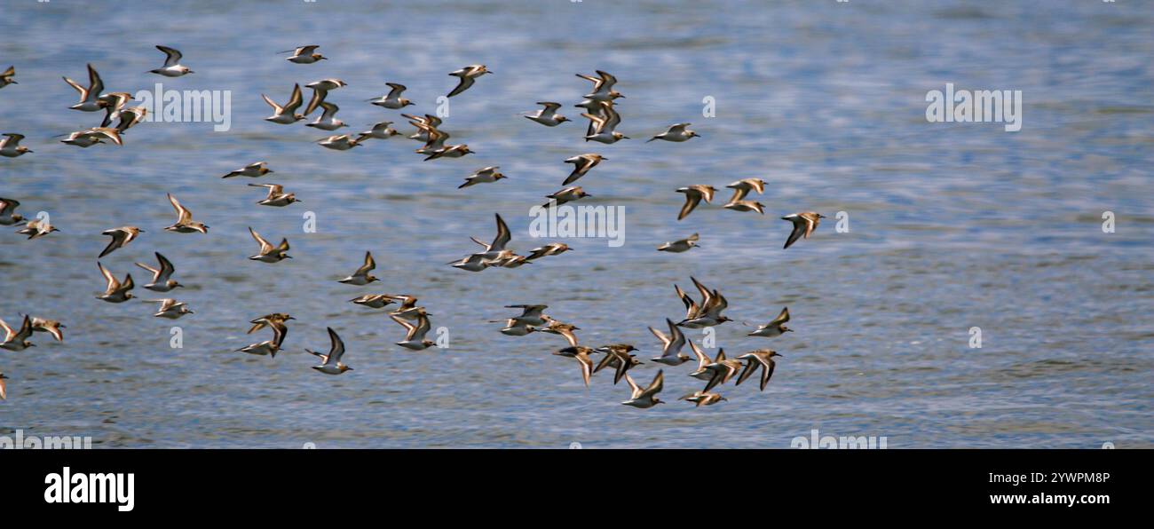 A group of shorebirds takes flight over calm waters, showcasing their ...