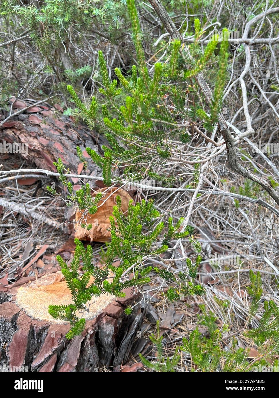 Mediterranean Heath (Erica multiflora Stock Photo - Alamy