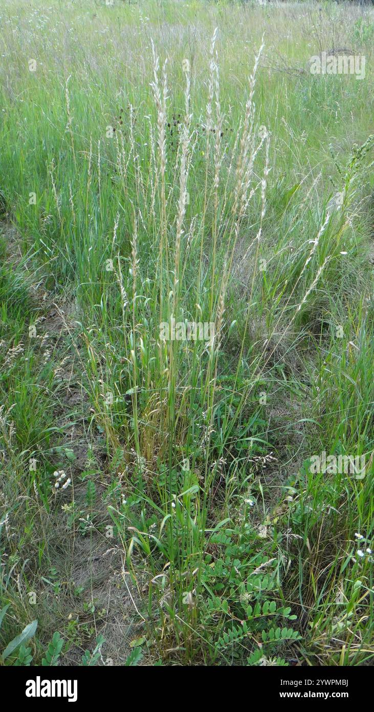 tall oat grass (Arrhenatherum elatius Stock Photo - Alamy