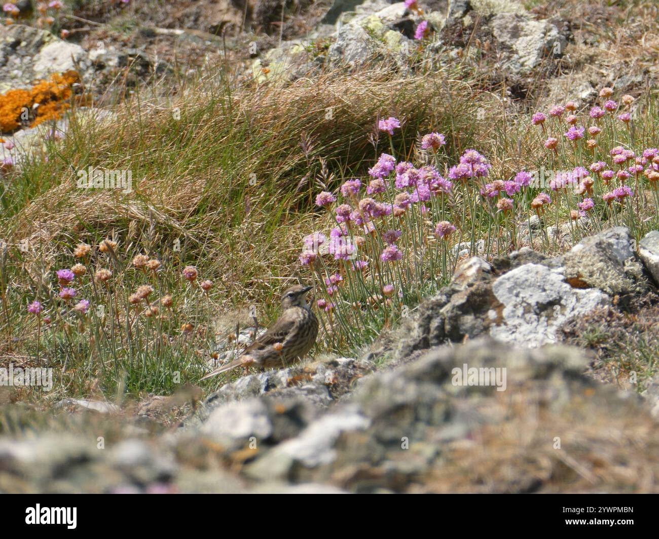 Rock Pipit (Anthus petrosus Stock Photo - Alamy