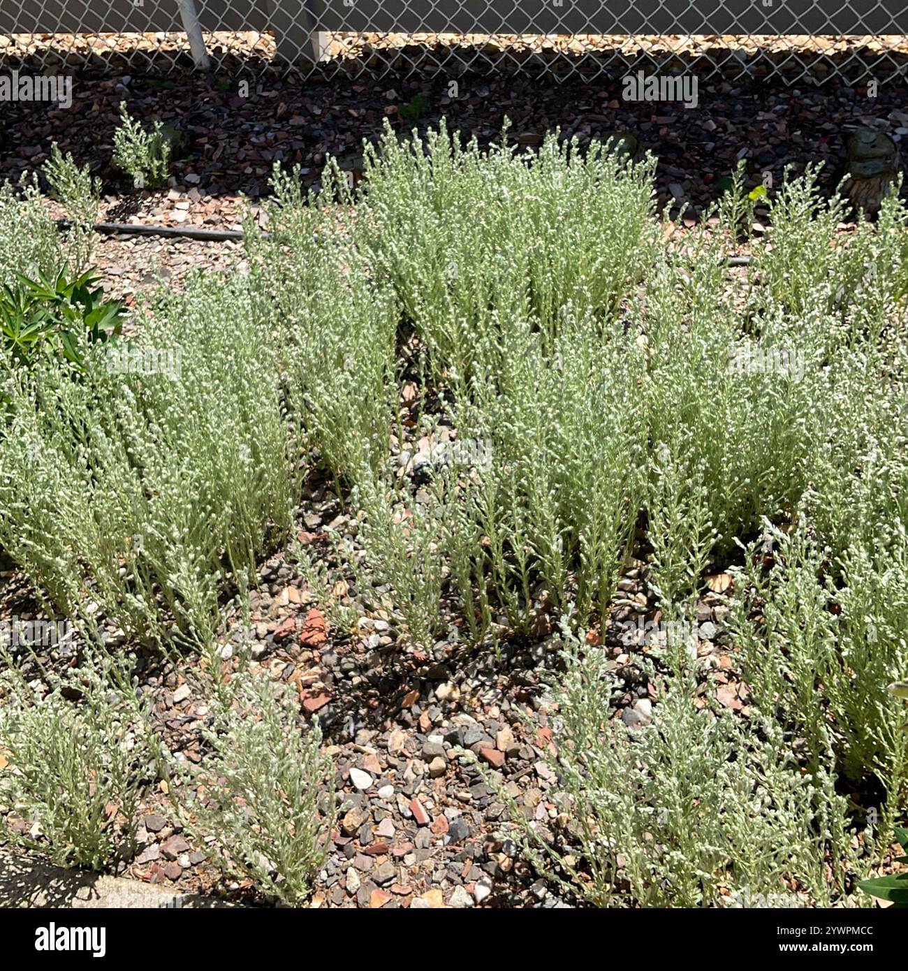 field fluffweed (Filago arvensis Stock Photo - Alamy