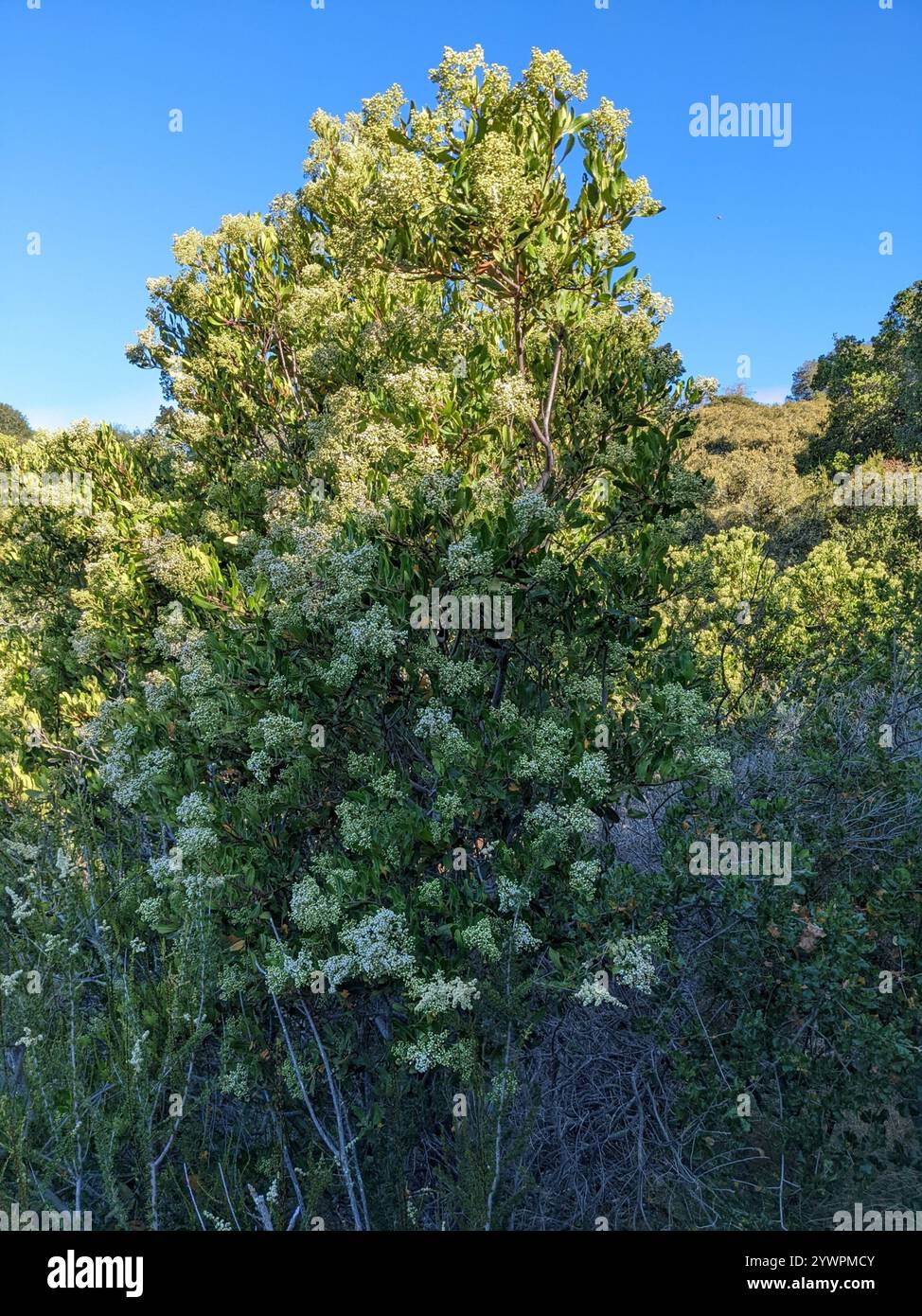 Toyon (Heteromeles arbutifolia Stock Photo - Alamy