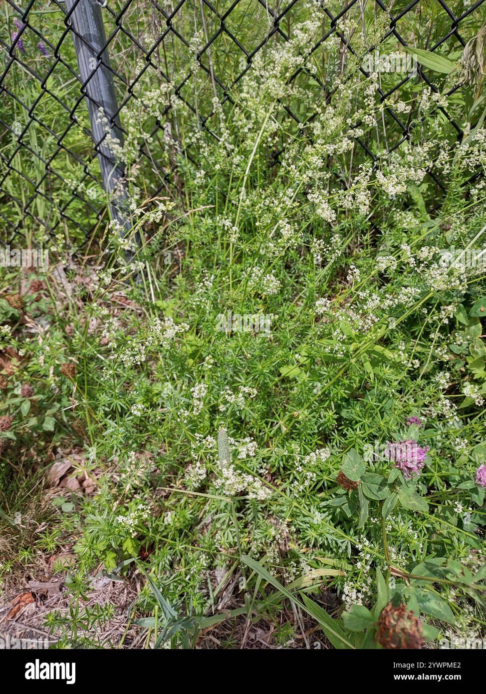white bedstraw (Galium album Stock Photo - Alamy