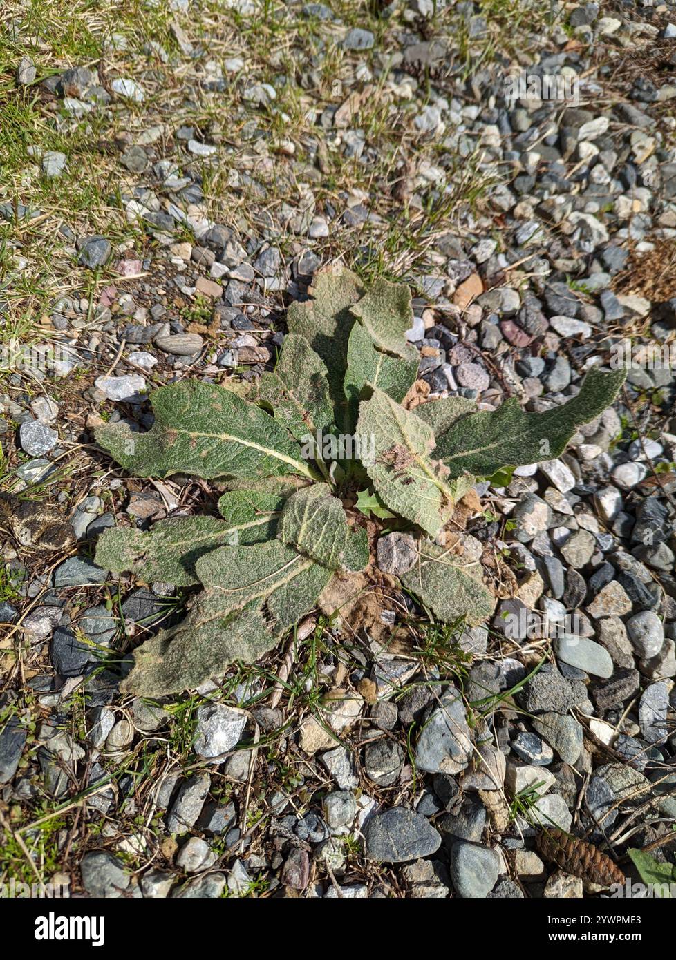 great mullein (Verbascum thapsus Stock Photo - Alamy