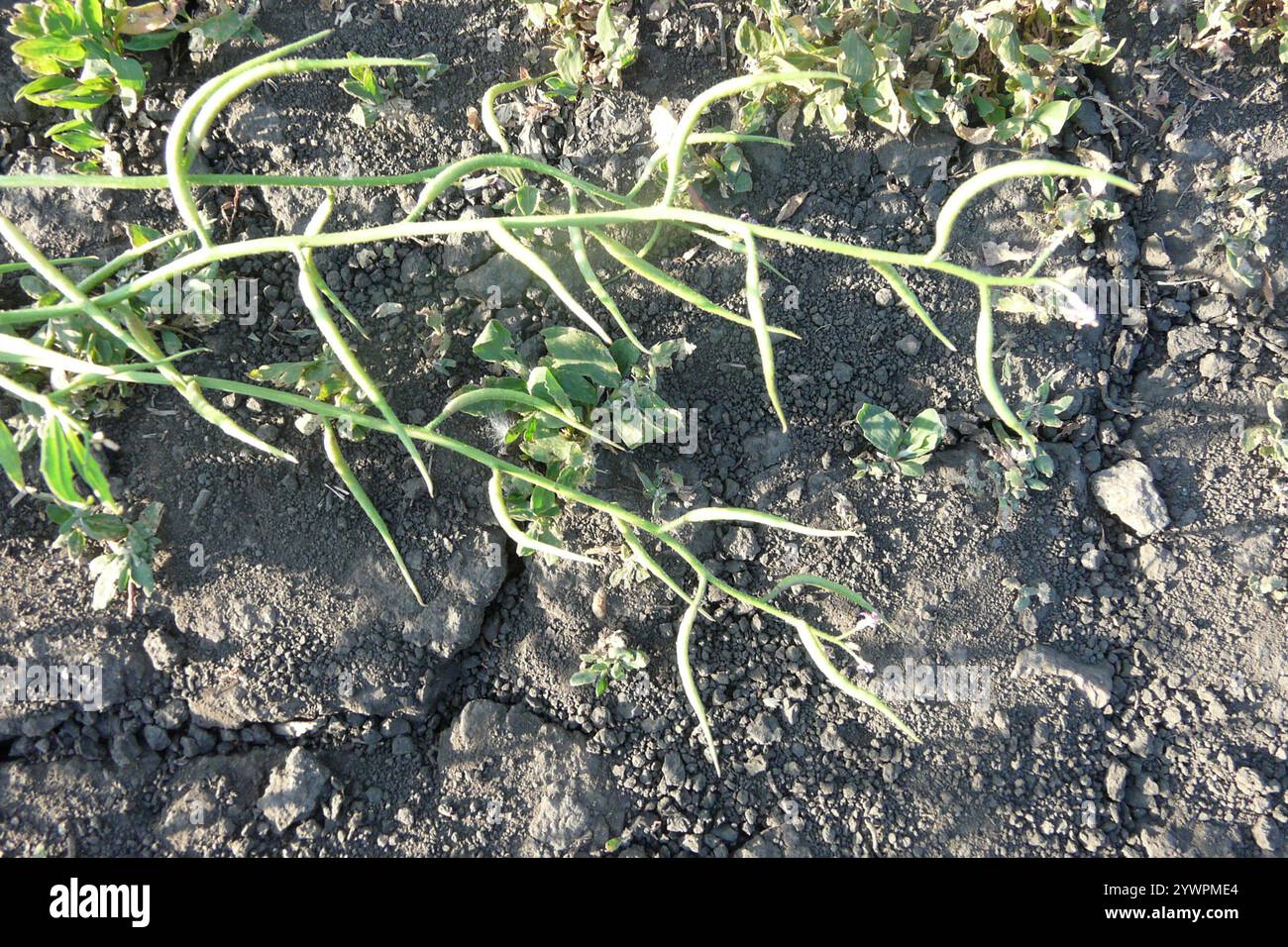 crossflower (Chorispora tenella Stock Photo - Alamy