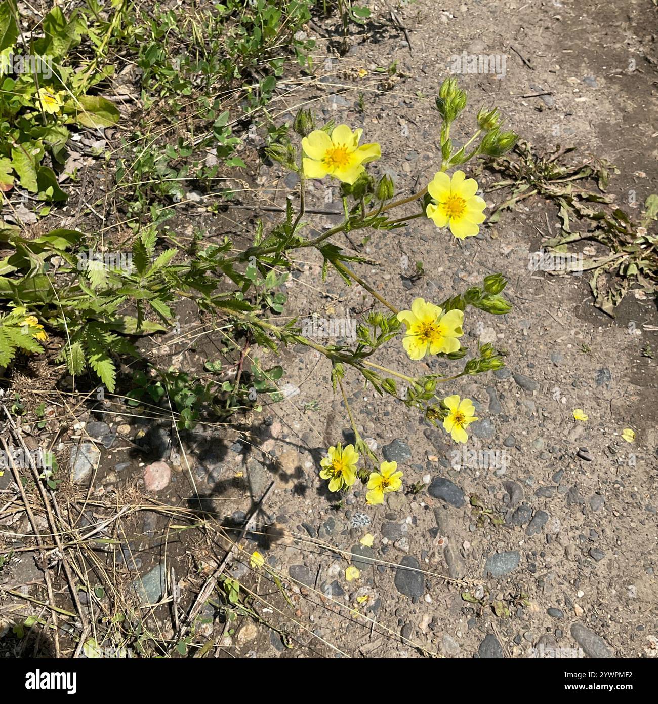 sulphur cinquefoil (Potentilla recta Stock Photo - Alamy