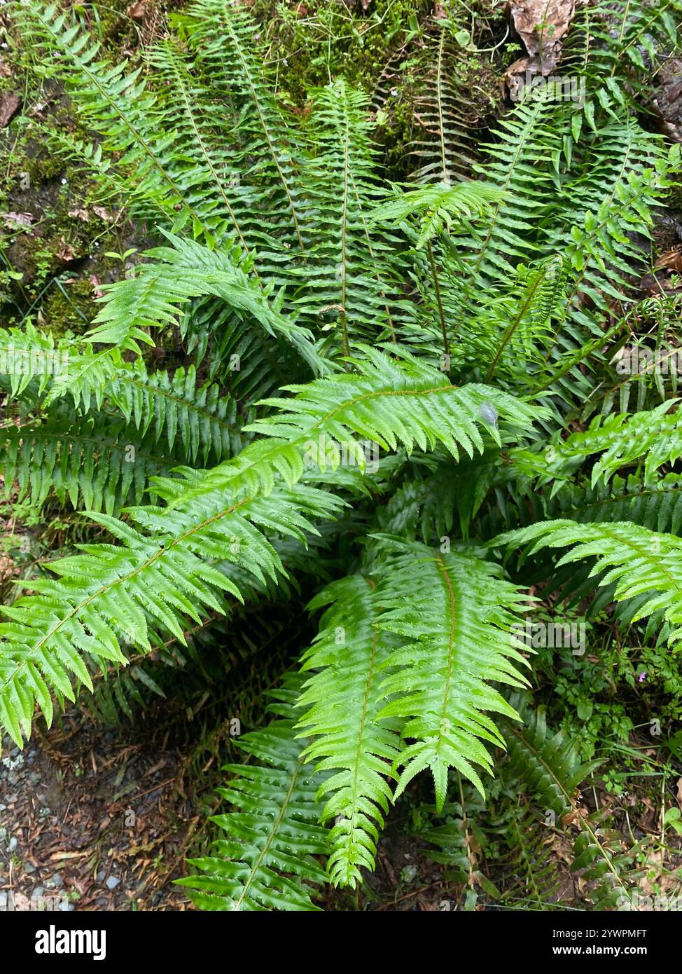 western sword fern (Polystichum munitum Stock Photo - Alamy