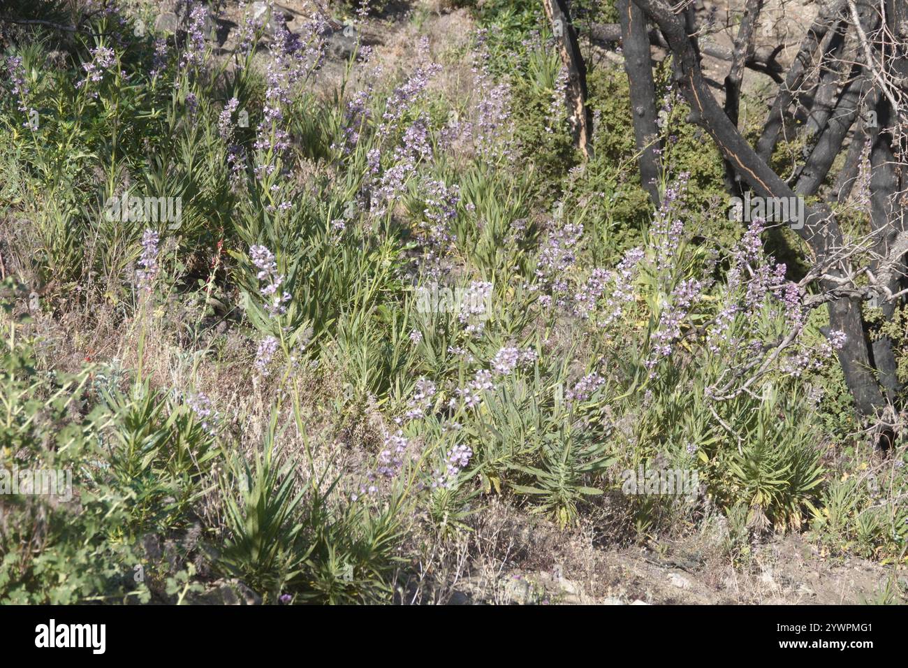 Poodle dog bush hi-res stock photography and images - Alamy
