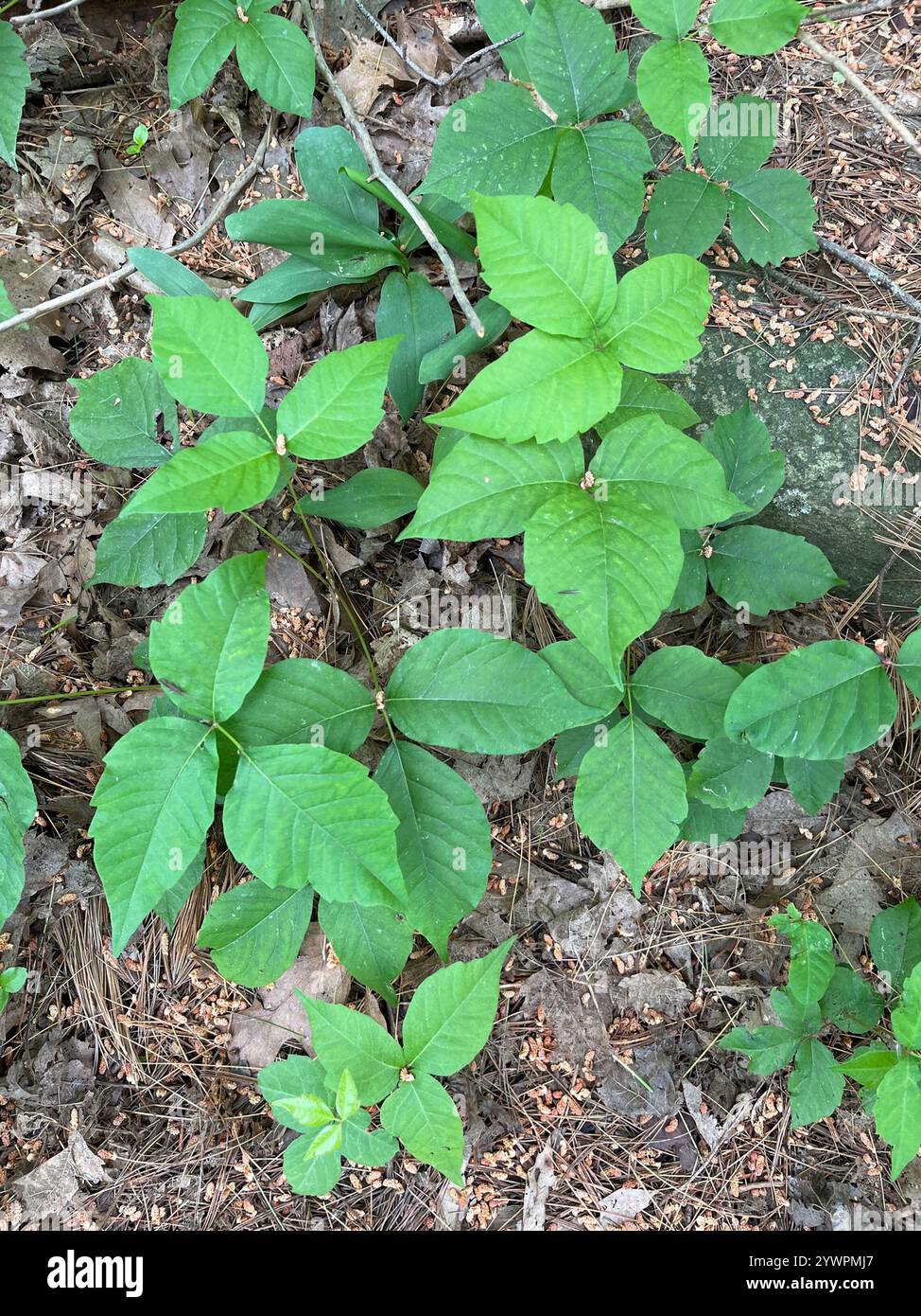 western poison ivy (Toxicodendron rydbergii Stock Photo - Alamy