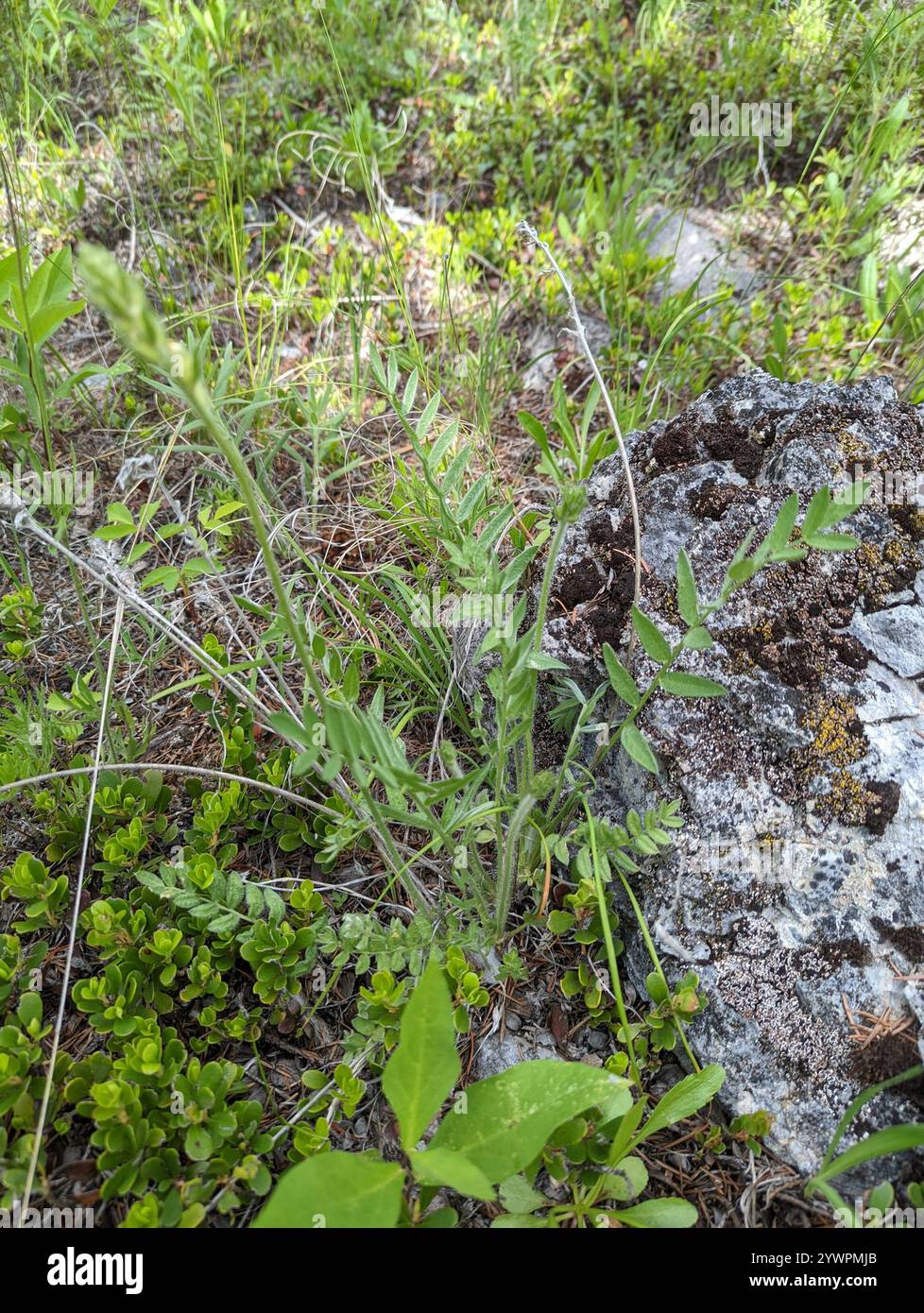 field locoweed (Oxytropis campestris Stock Photo - Alamy
