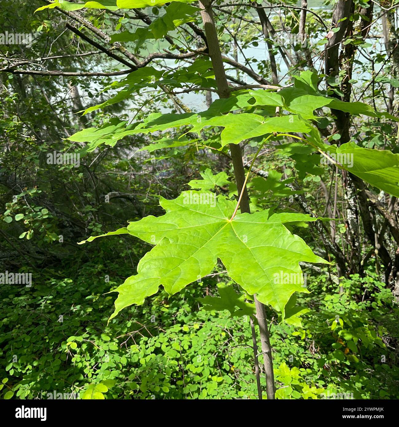 Norway maple (Acer platanoides Stock Photo - Alamy