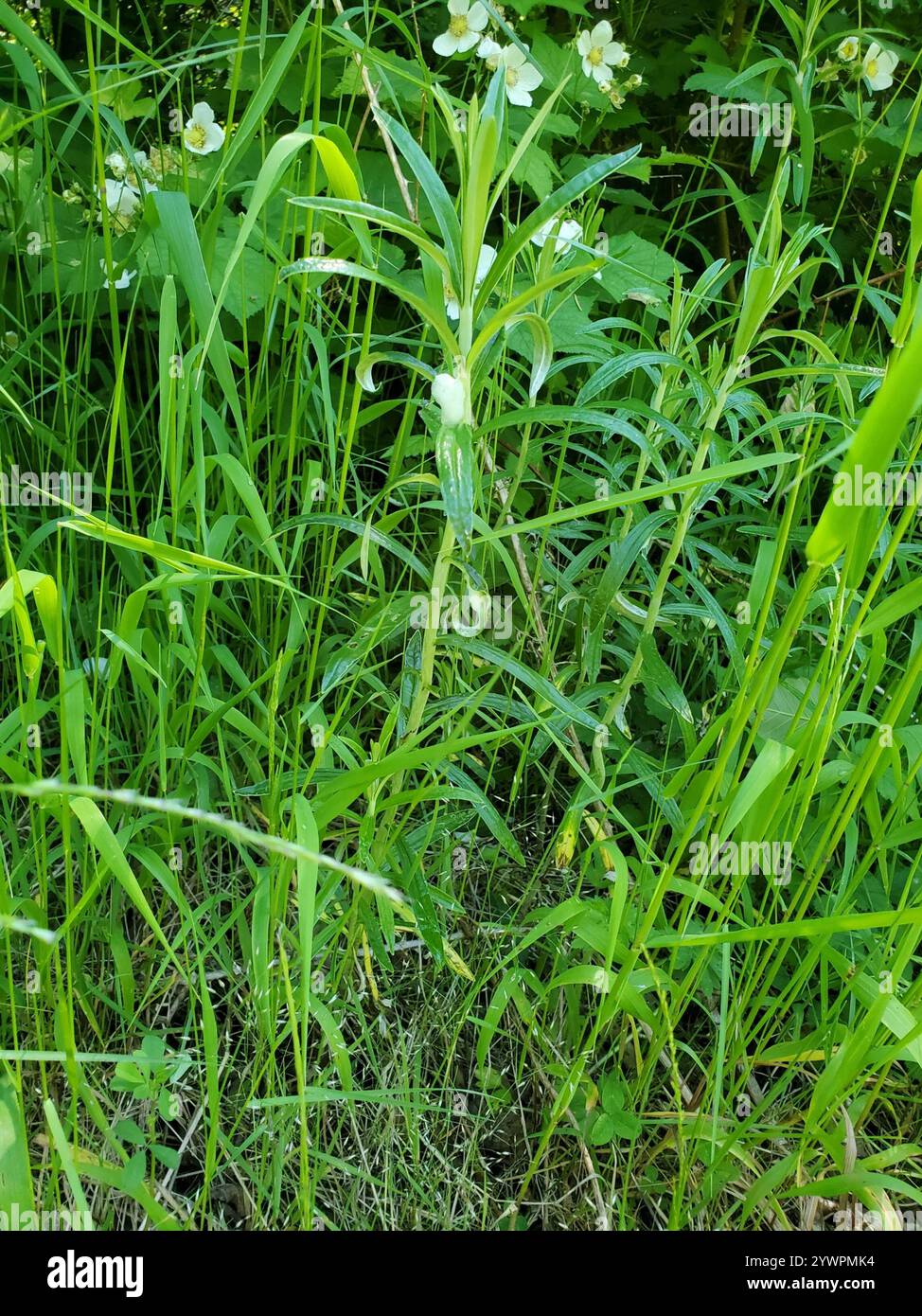 Senecio minimus hi-res stock photography and images - Alamy