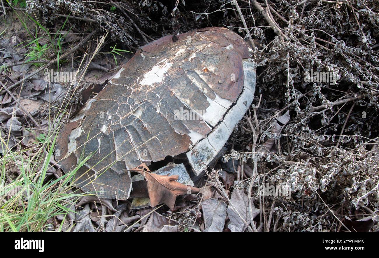 Giant South American Turtle (Podocnemis expansa Stock Photo - Alamy