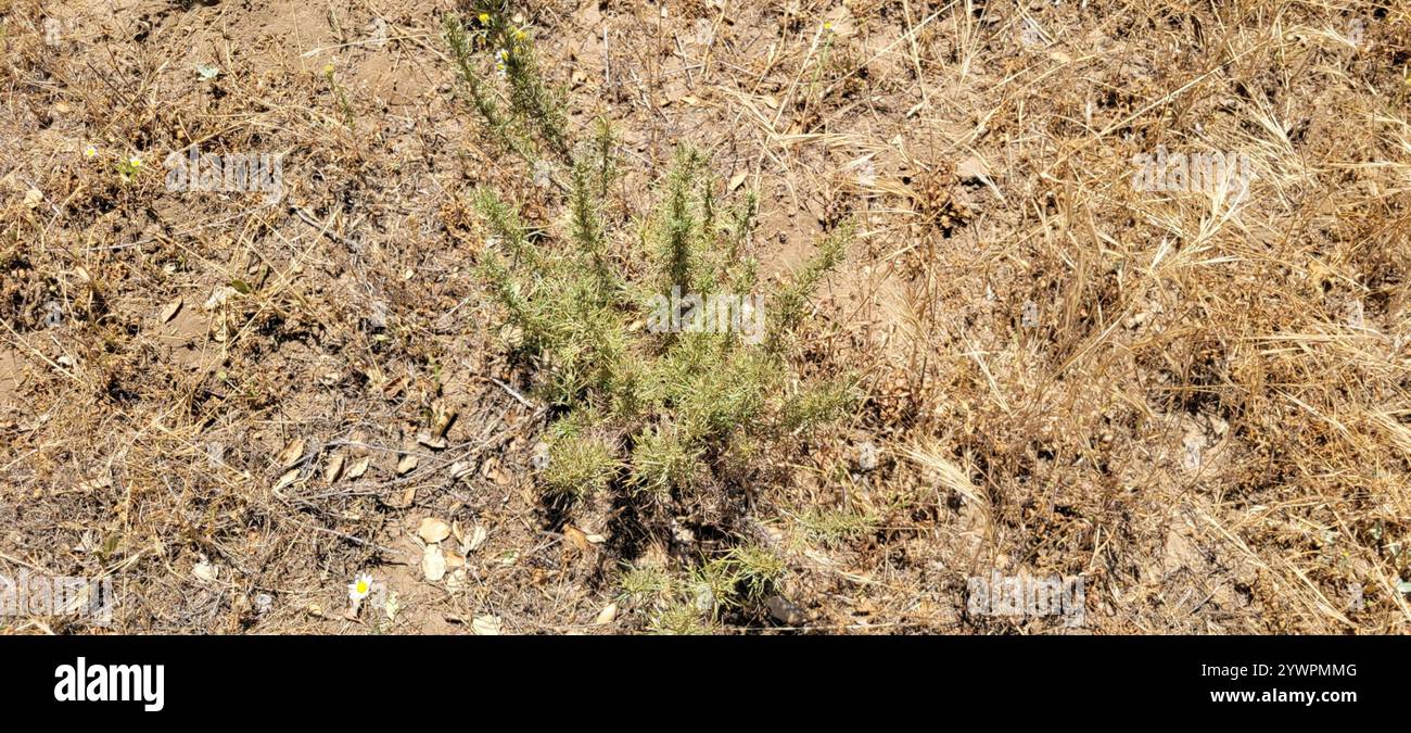 California sagebrush (Artemisia californica Stock Photo - Alamy