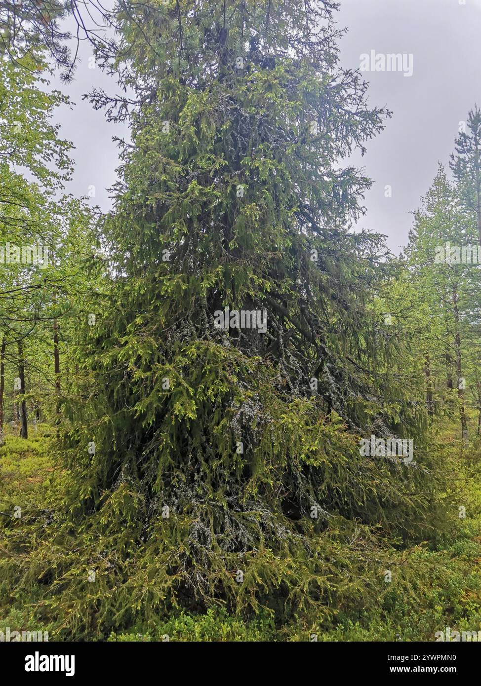 Siberian spruce (Picea obovata Stock Photo - Alamy
