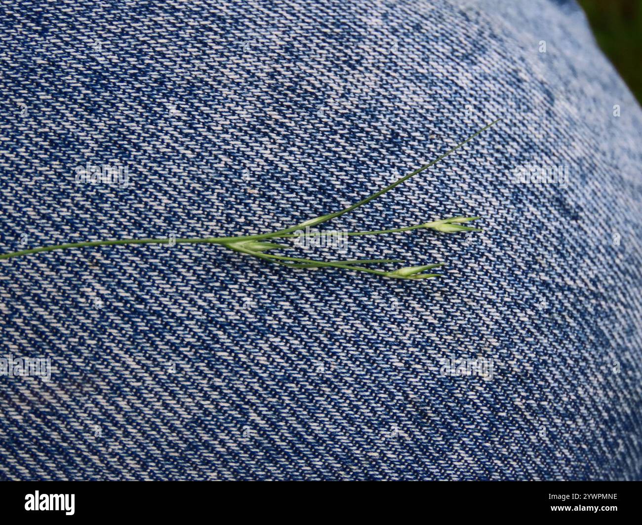 Toad rush (Juncus bufonius Stock Photo - Alamy