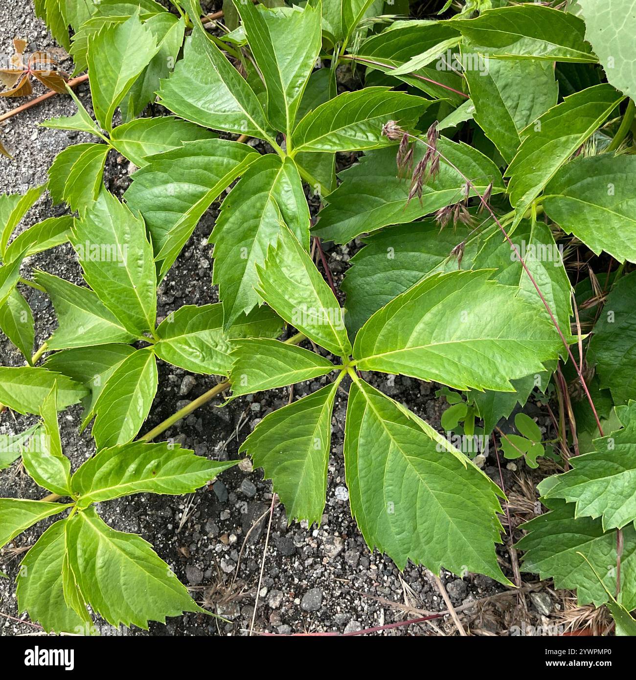 thicket creeper (Parthenocissus inserta Stock Photo - Alamy