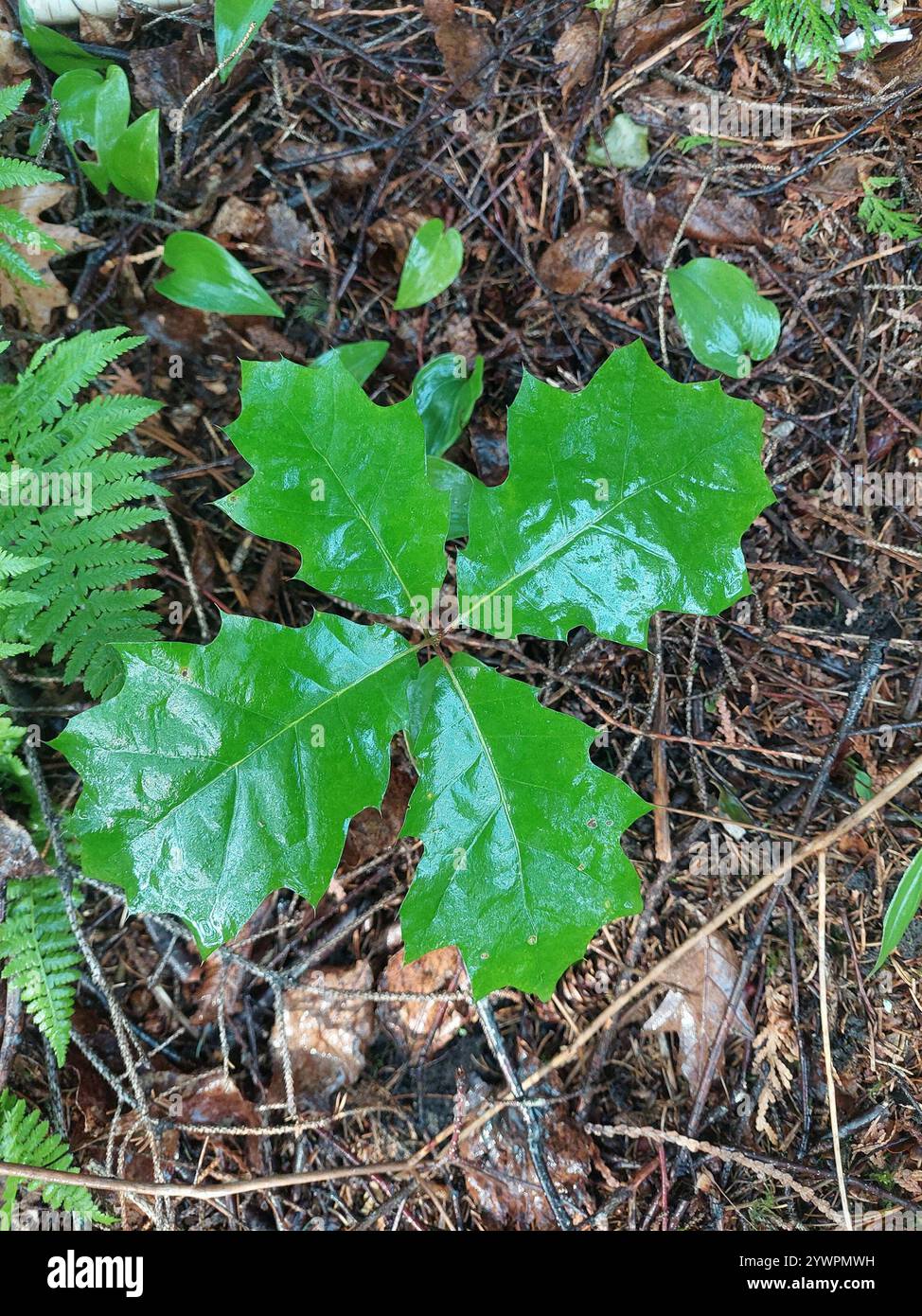 northern red oak (Quercus rubra Stock Photo - Alamy
