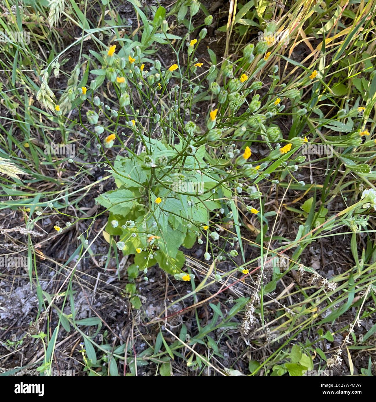 nipplewort (Lapsana communis Stock Photo - Alamy