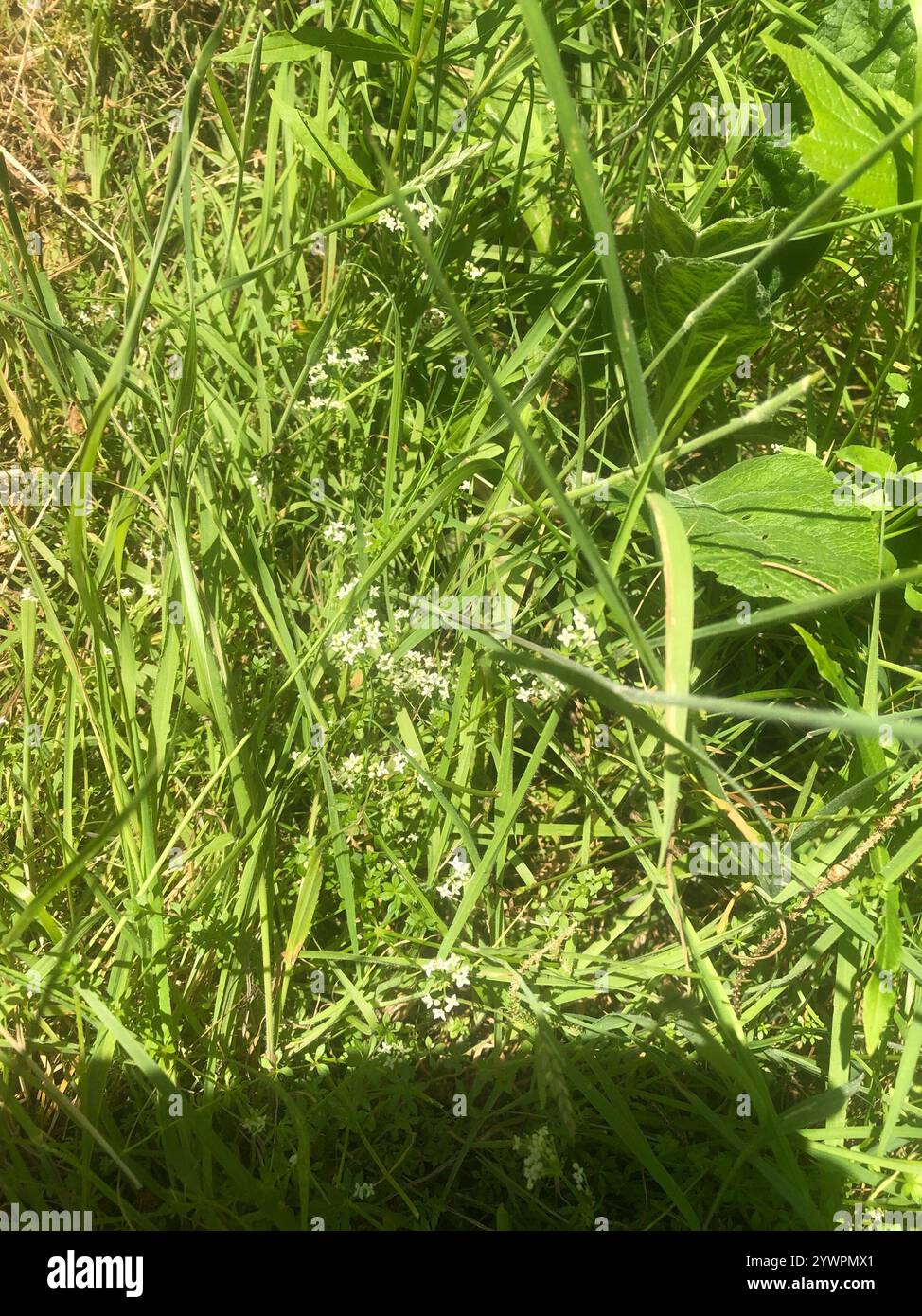 Heath Bedstraw (Galium saxatile Stock Photo - Alamy