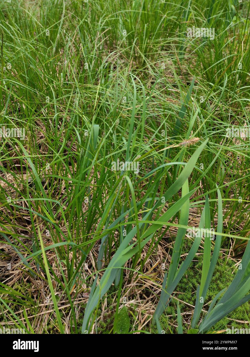 tussock sedge (Carex stricta Stock Photo - Alamy