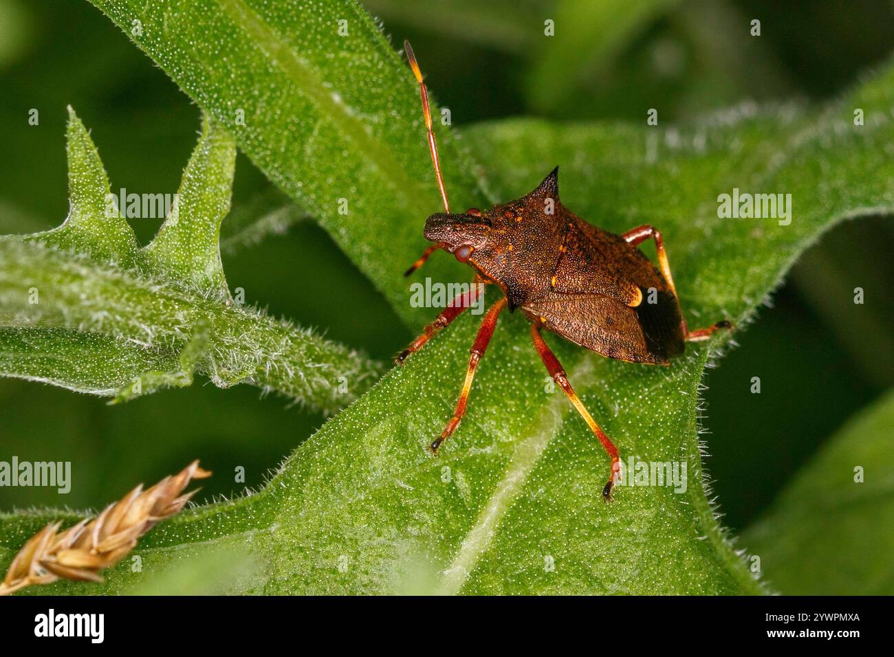 Spiny Shield Bug (Picromerus bidens Stock Photo - Alamy