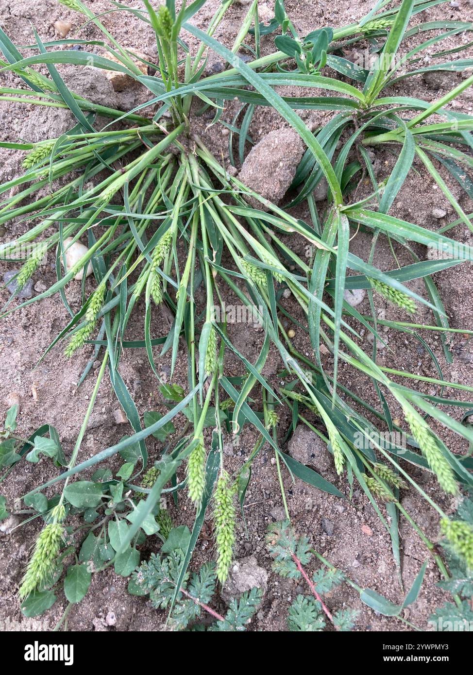 Bristle grass setaria viridis hi-res stock photography and images - Alamy
