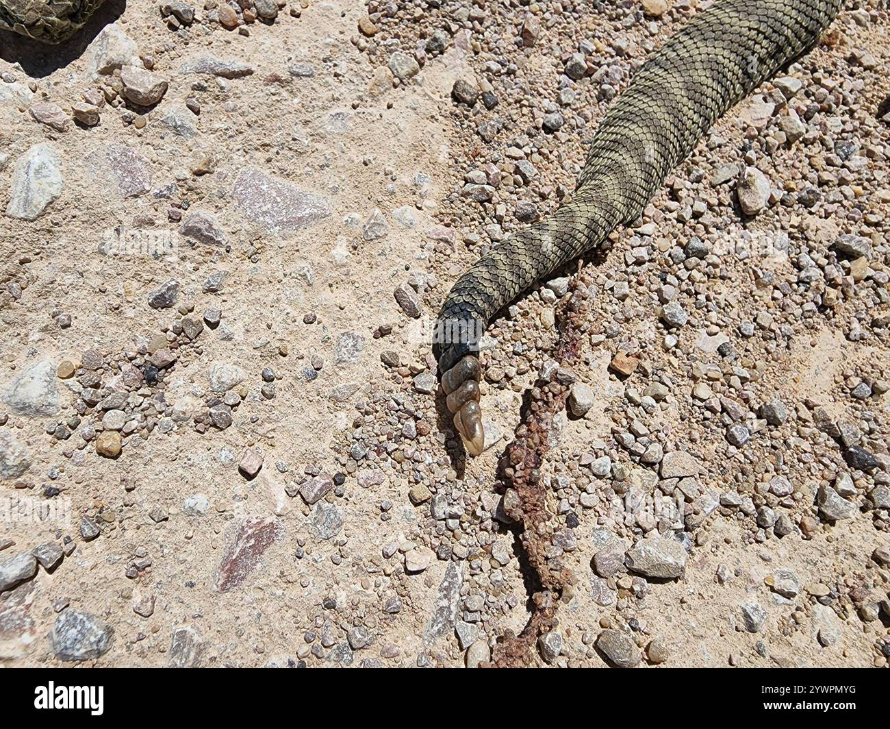 Prairie Rattlesnake (Crotalus viridis Stock Photo - Alamy