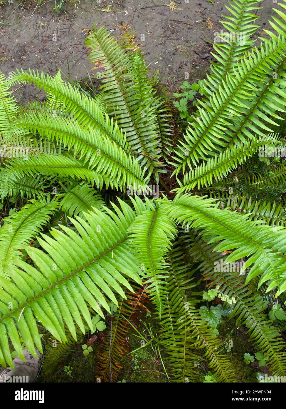 western sword fern (Polystichum munitum Stock Photo - Alamy