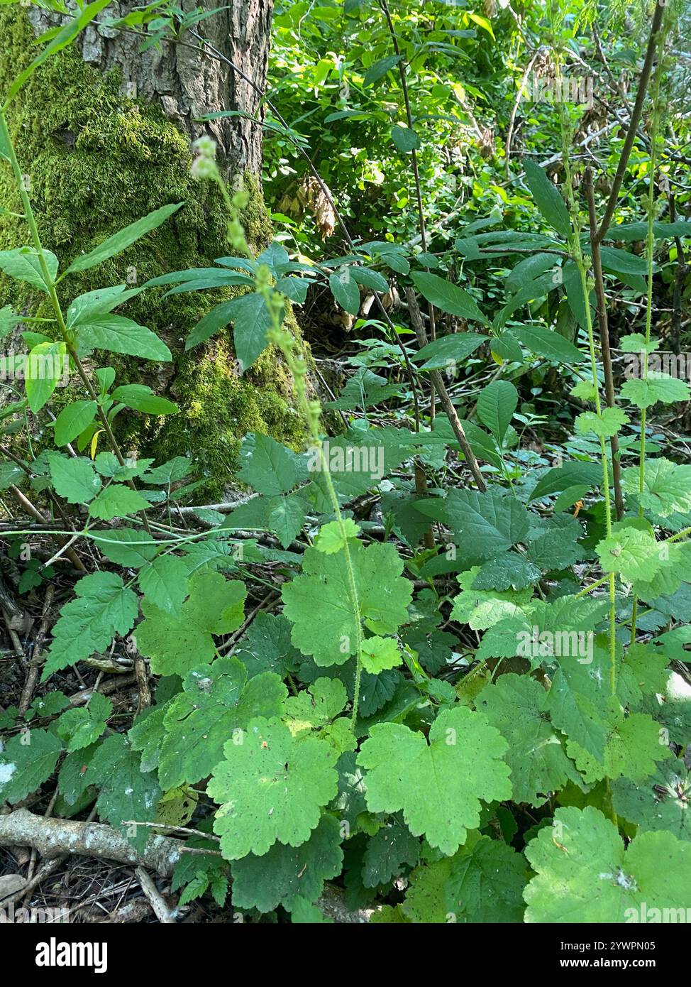 fringe cups (Tellima grandiflora Stock Photo - Alamy
