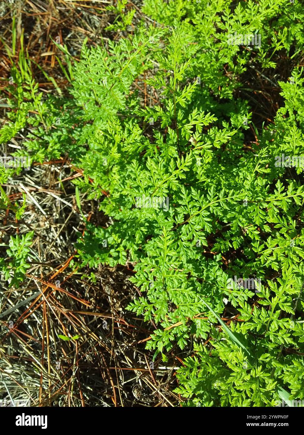 Rock Fern (Cheilanthes austrotenuifolia Stock Photo - Alamy