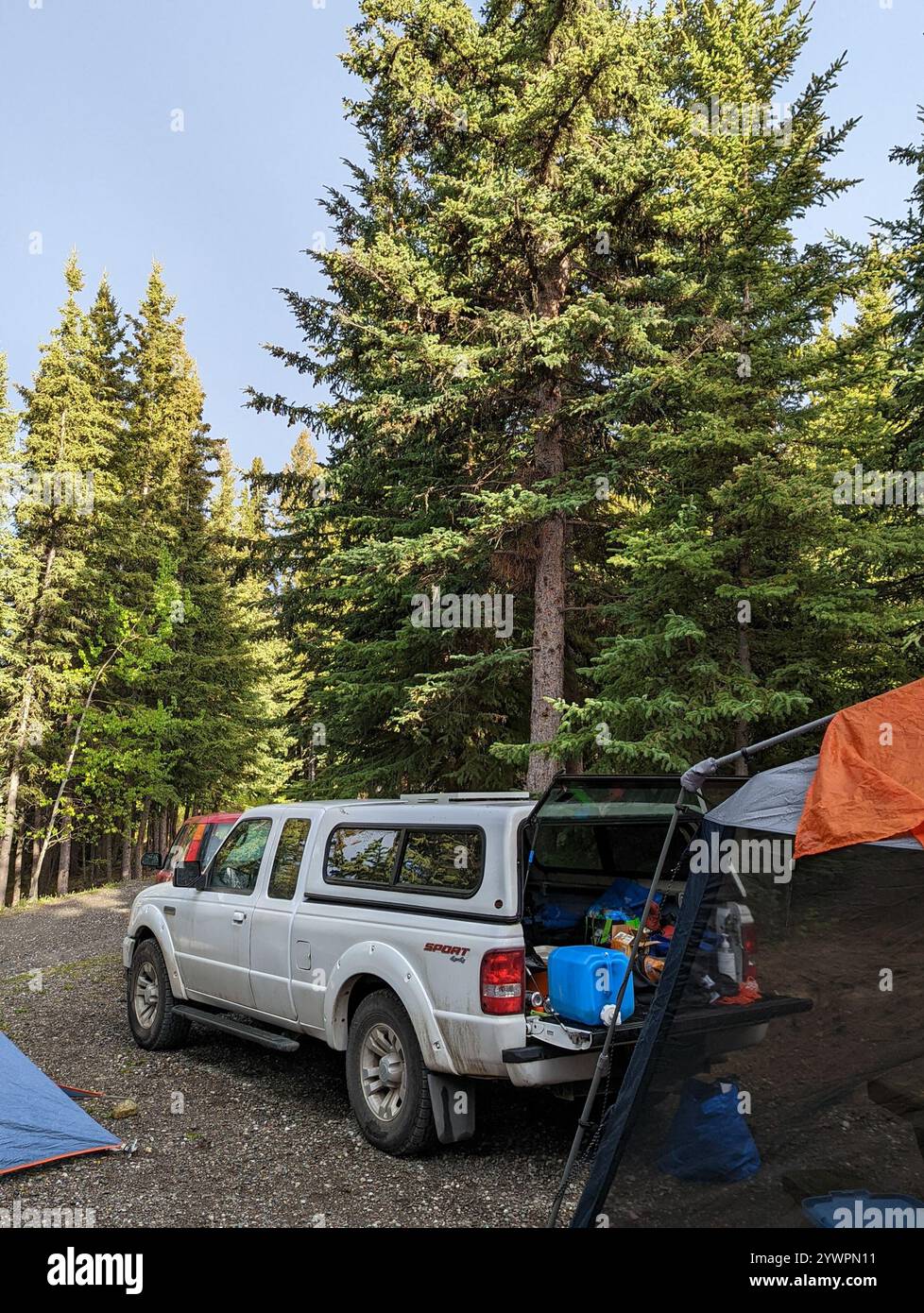 spruce witch's broom rust (Chrysomyxa arctostaphyli Stock Photo - Alamy