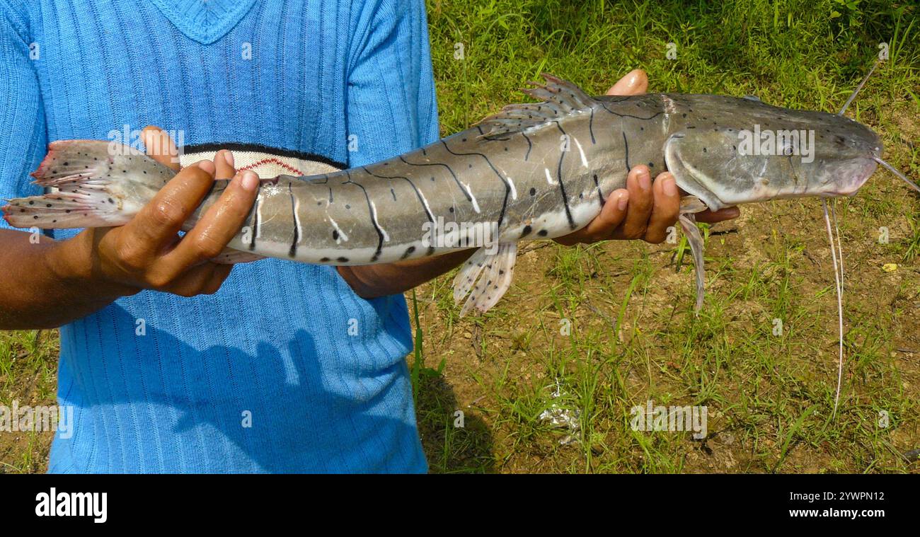 Spotted Tiger Sorubim (Pseudoplatystoma punctifer Stock Photo - Alamy