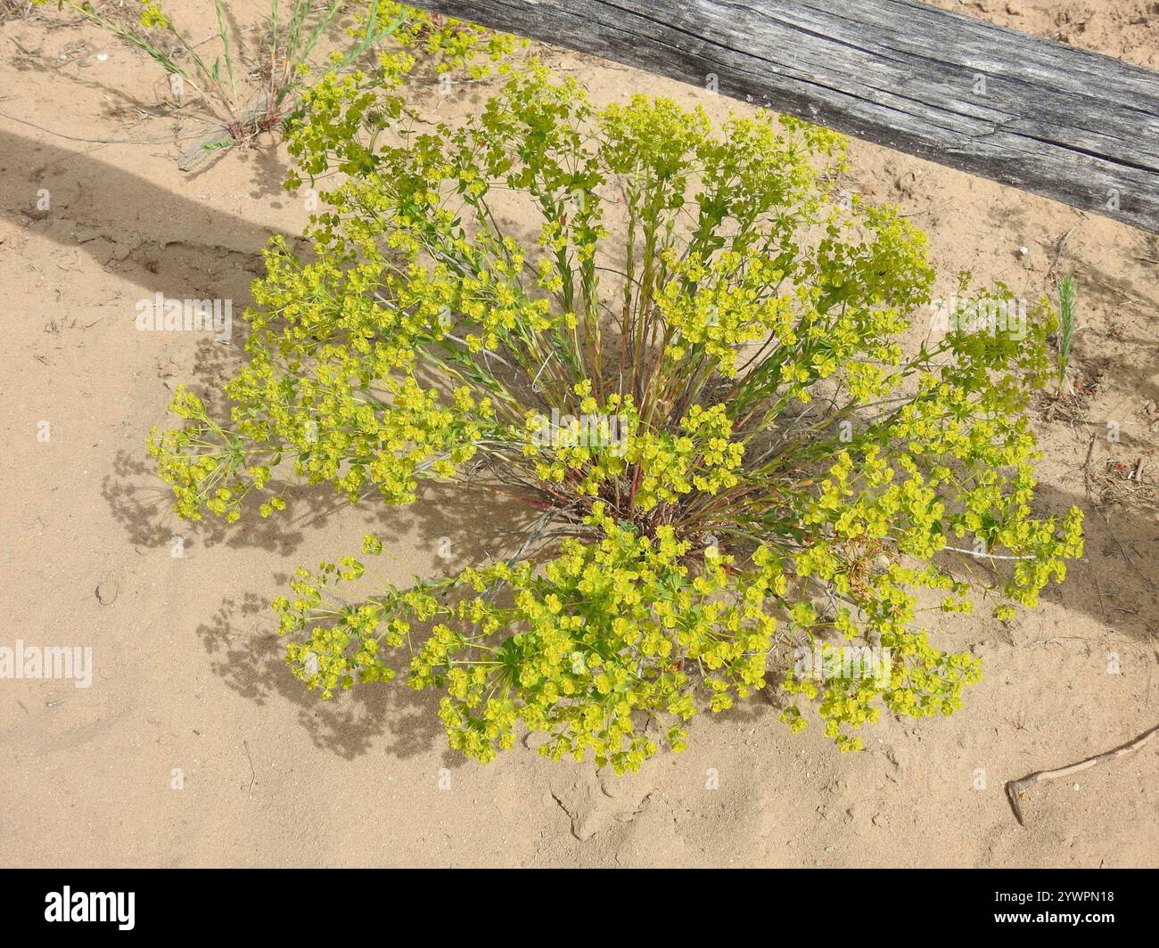 steppe spurge (Euphorbia seguieriana Stock Photo - Alamy