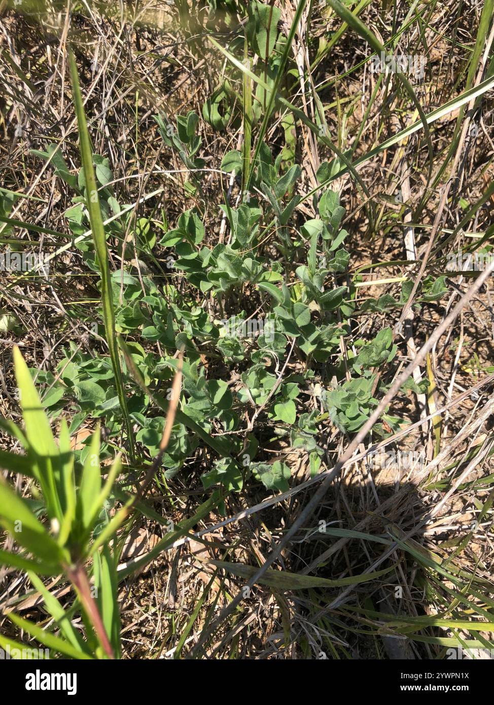 Rabbitbells (Crotalaria rotundifolia Stock Photo - Alamy
