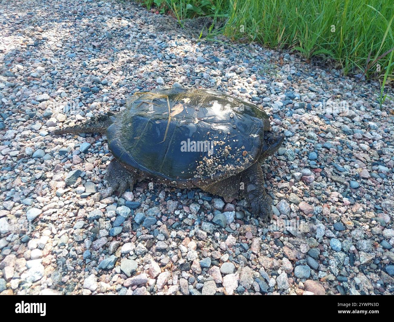 Common Snapping Turtle (Chelydra serpentina Stock Photo - Alamy