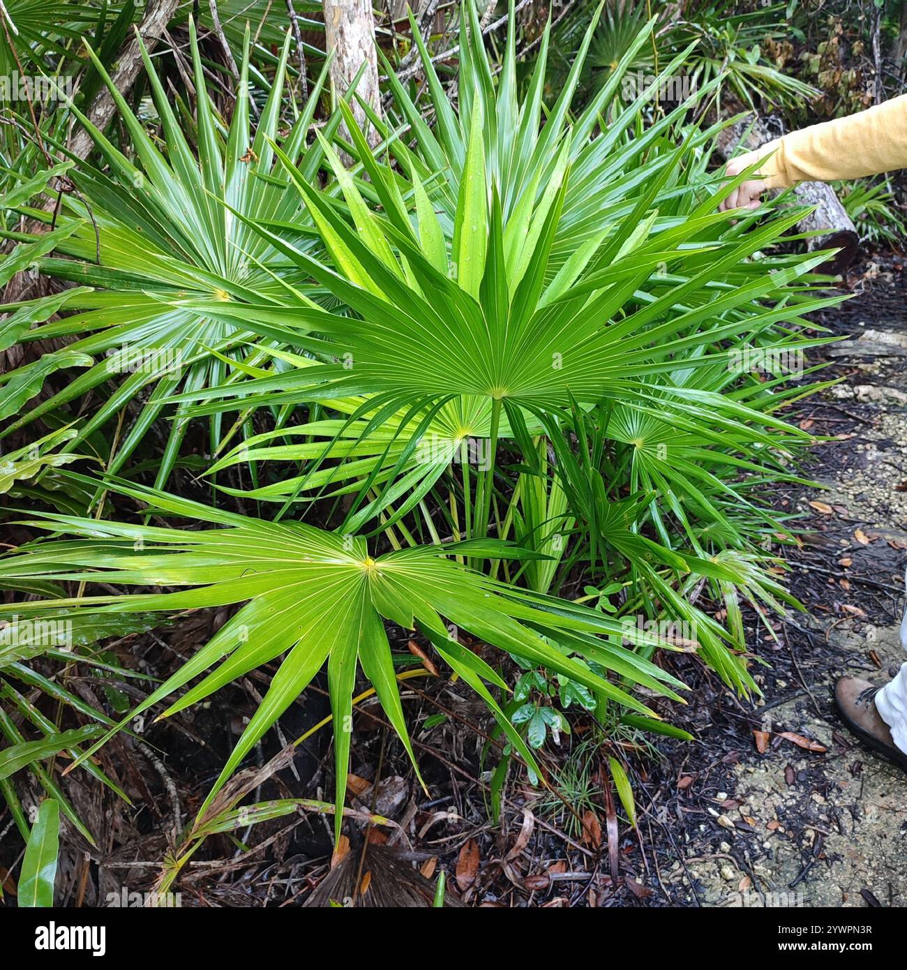 Florida Thatch Palm (Thrinax radiata Stock Photo - Alamy